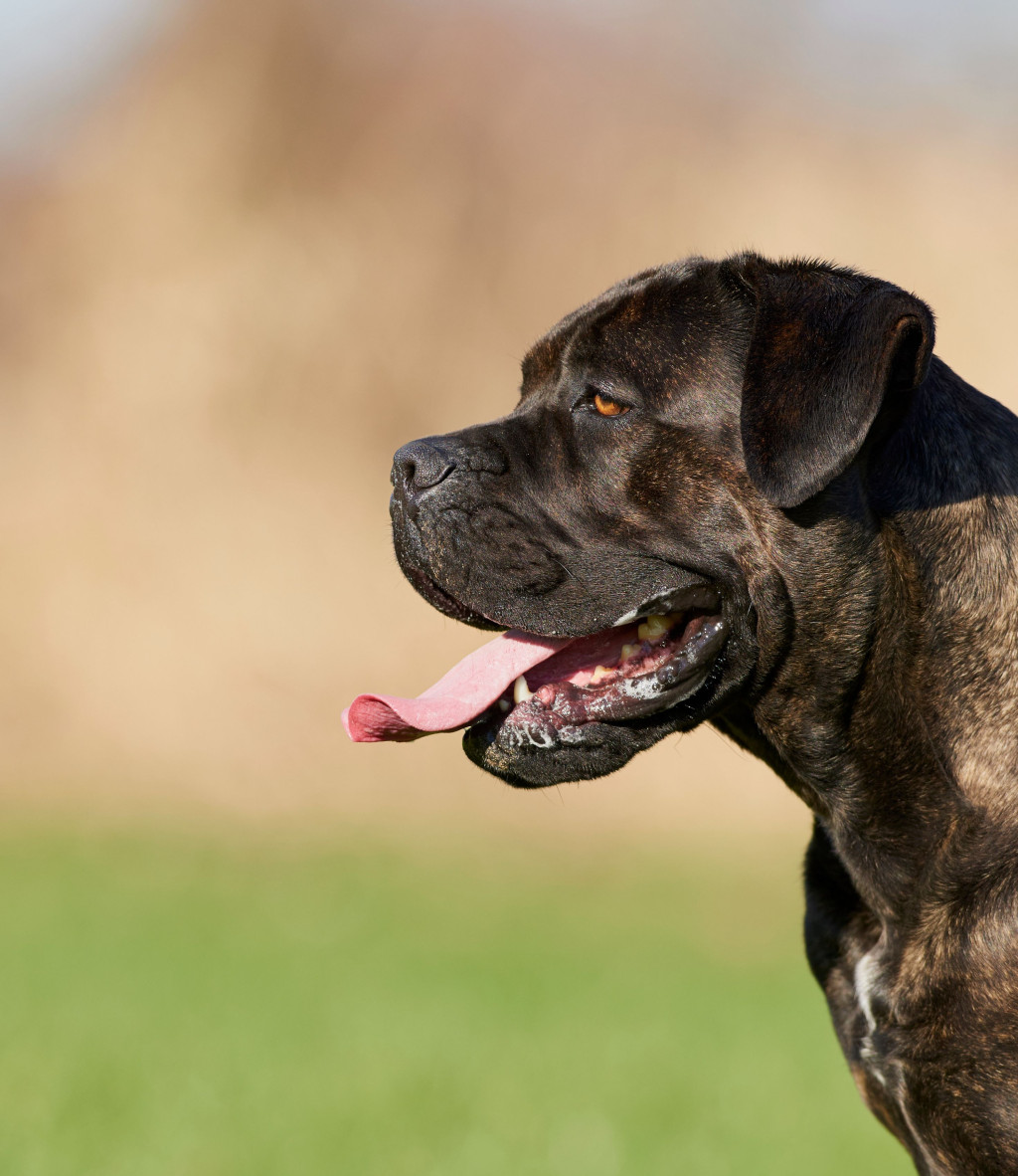 Guía canino: ¿cómo elegir un perro de defensa?